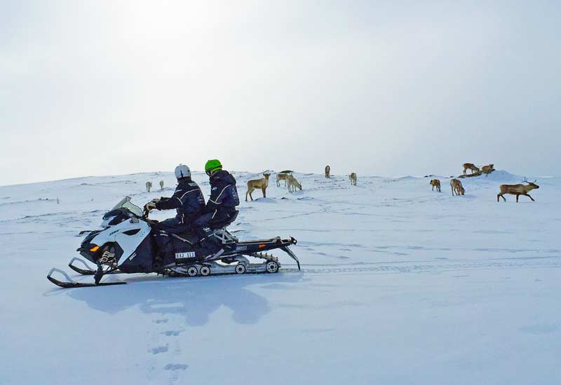 Snescooter-safari i svensk vildmark med SNE & SNÖ Skirejser